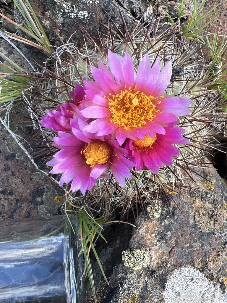 Columbia Plateau Cactus in May 2023 by Lisa H. Robinson · iNaturalist