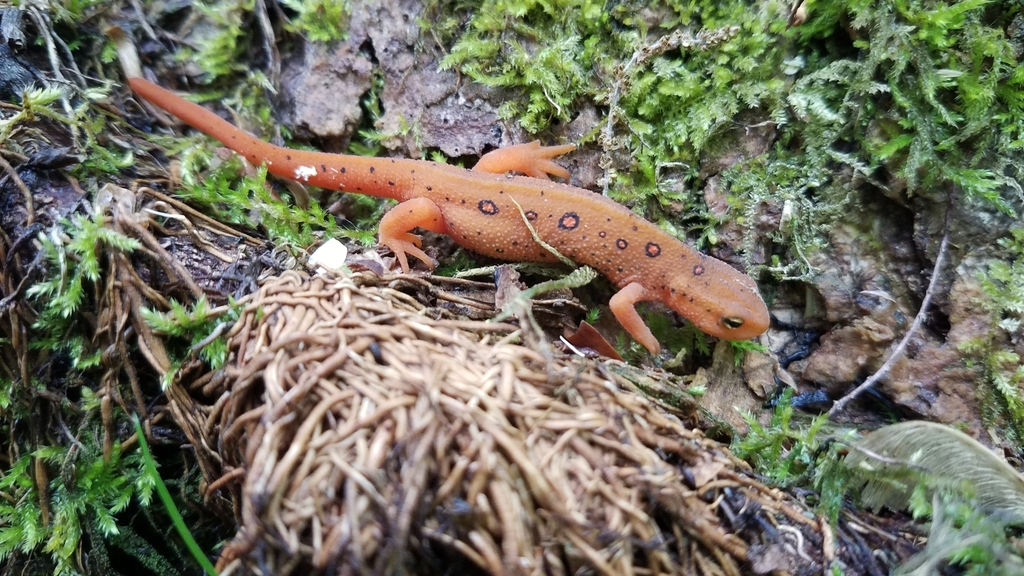 Eastern Newt from Clermont County, US-OH, US on May 7, 2023 at 03:42 PM ...
