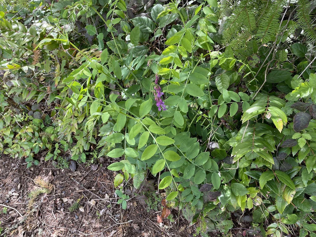 Leafy Pea (Lathyrus polyphyllus) - Botanical Realm