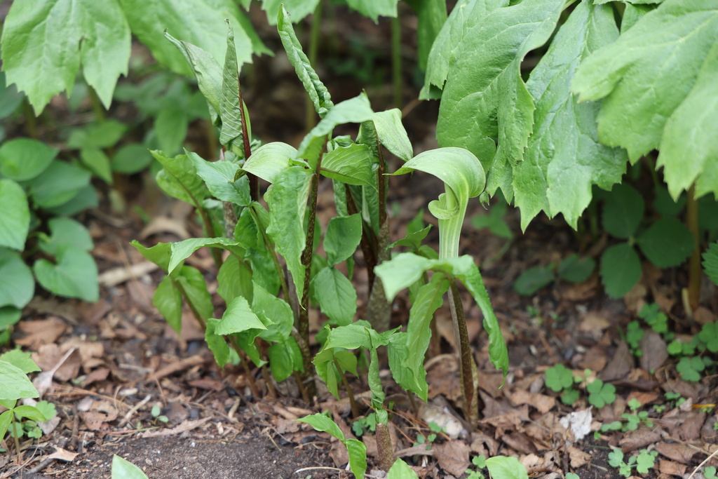 Jack-in-the-Pulpit from Blynn Rd, Mazomanie, WI, US on May 7, 2023 at ...