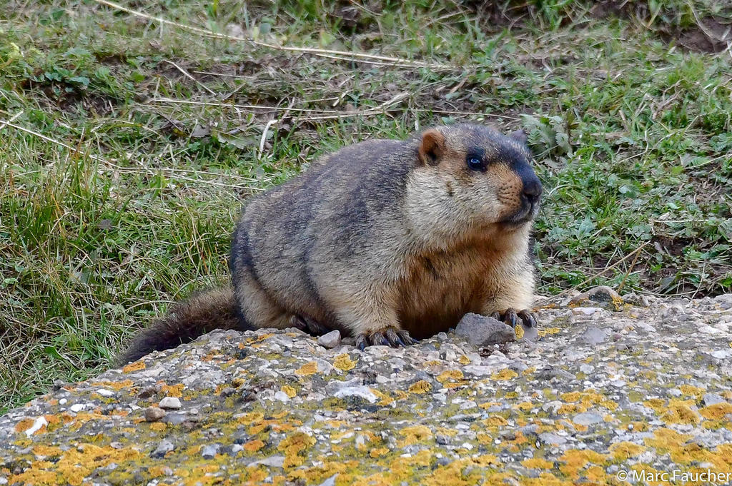 Himalayan Marmot (Marmota himalayana) - Know Your Mammals