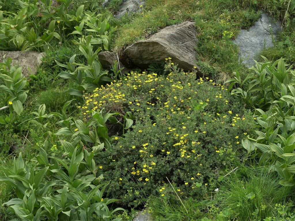 shrubby cinquefoil from 66800 Eyne, France on July 09, 2017 at 11:41 PM ...