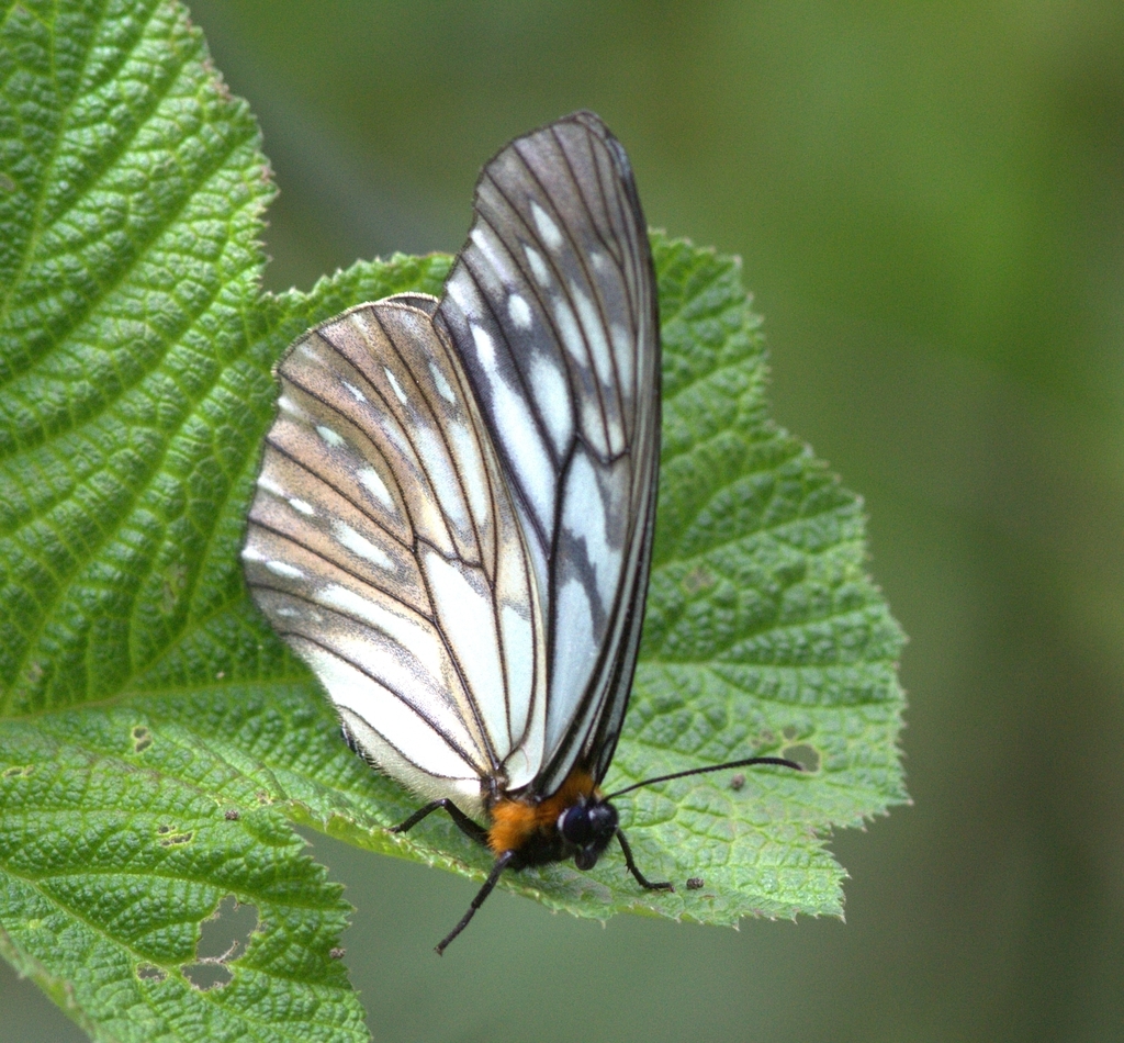 Oberthür's Freak Butterfly from Yucheng District, Yaan, Sichuan, China ...