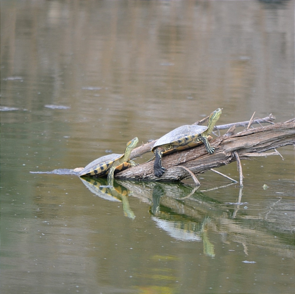 Trachemys gaigeae (Hartweg, 1939)