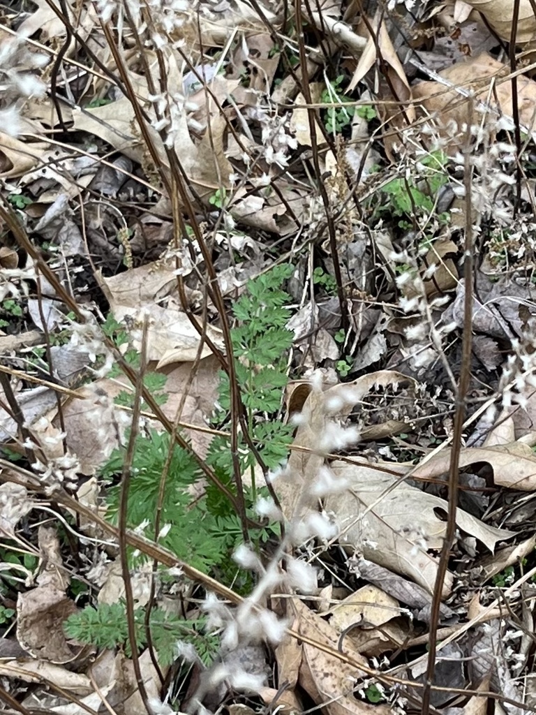 vascular plants from SSR-DD, Wentzville, MO, US on April 28, 2023 at 06 ...