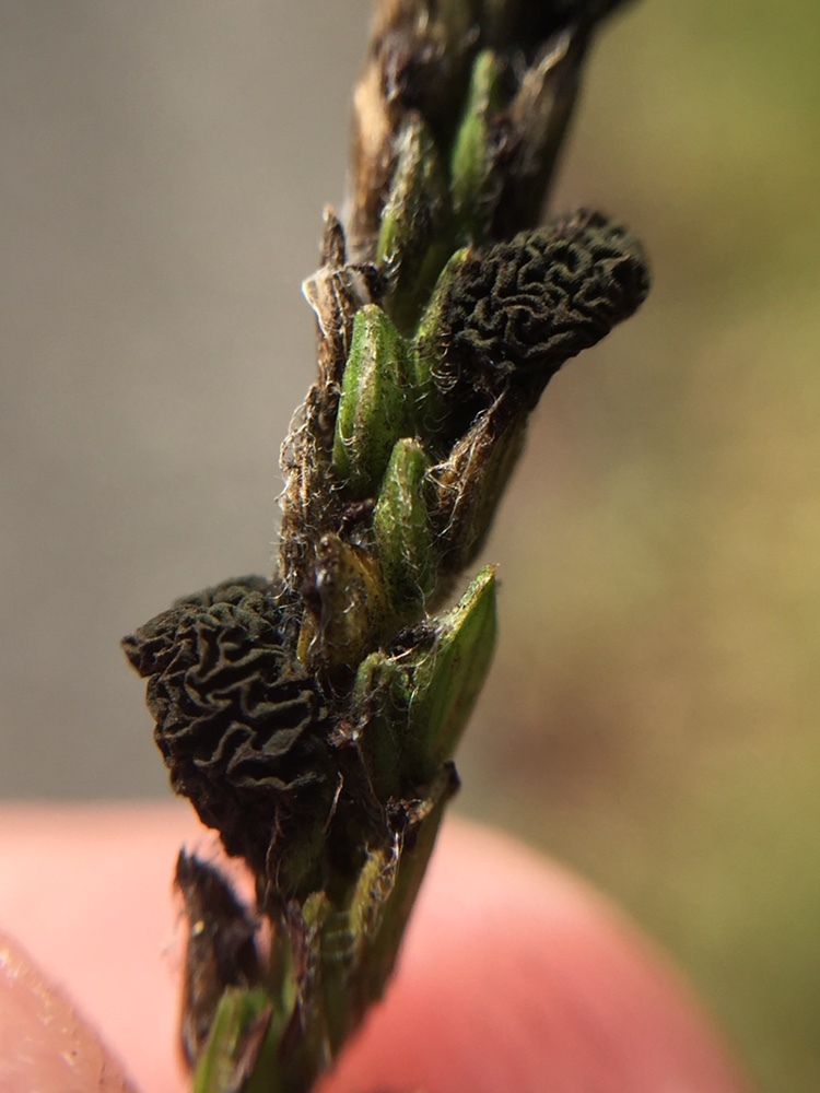 Didymellaceae
