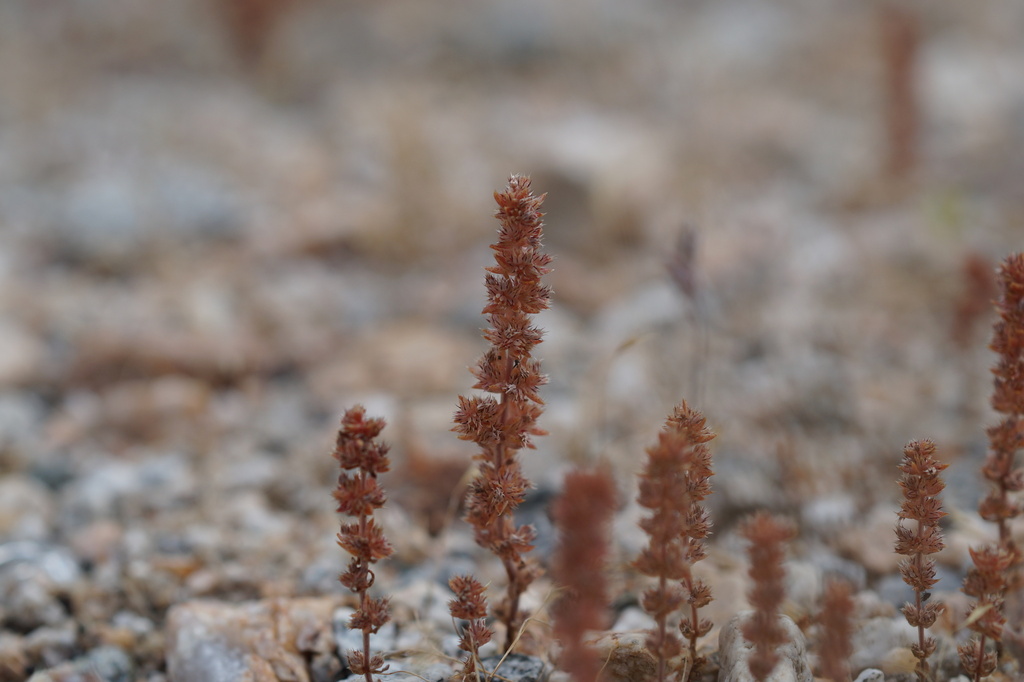 Crassula colligata lamprosperma from State Route 39 (roadside scrubland ...