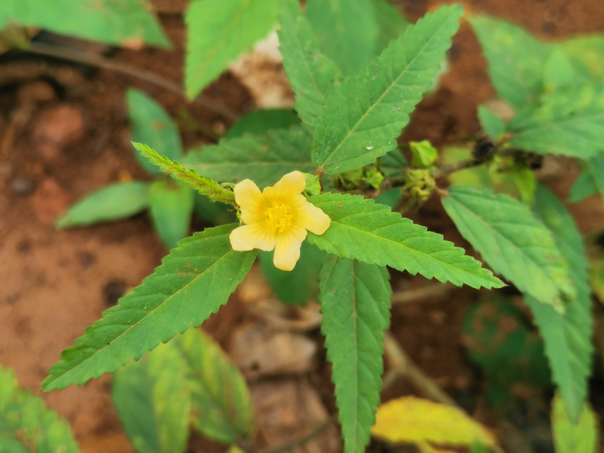 Sida acuta Burm.fil.