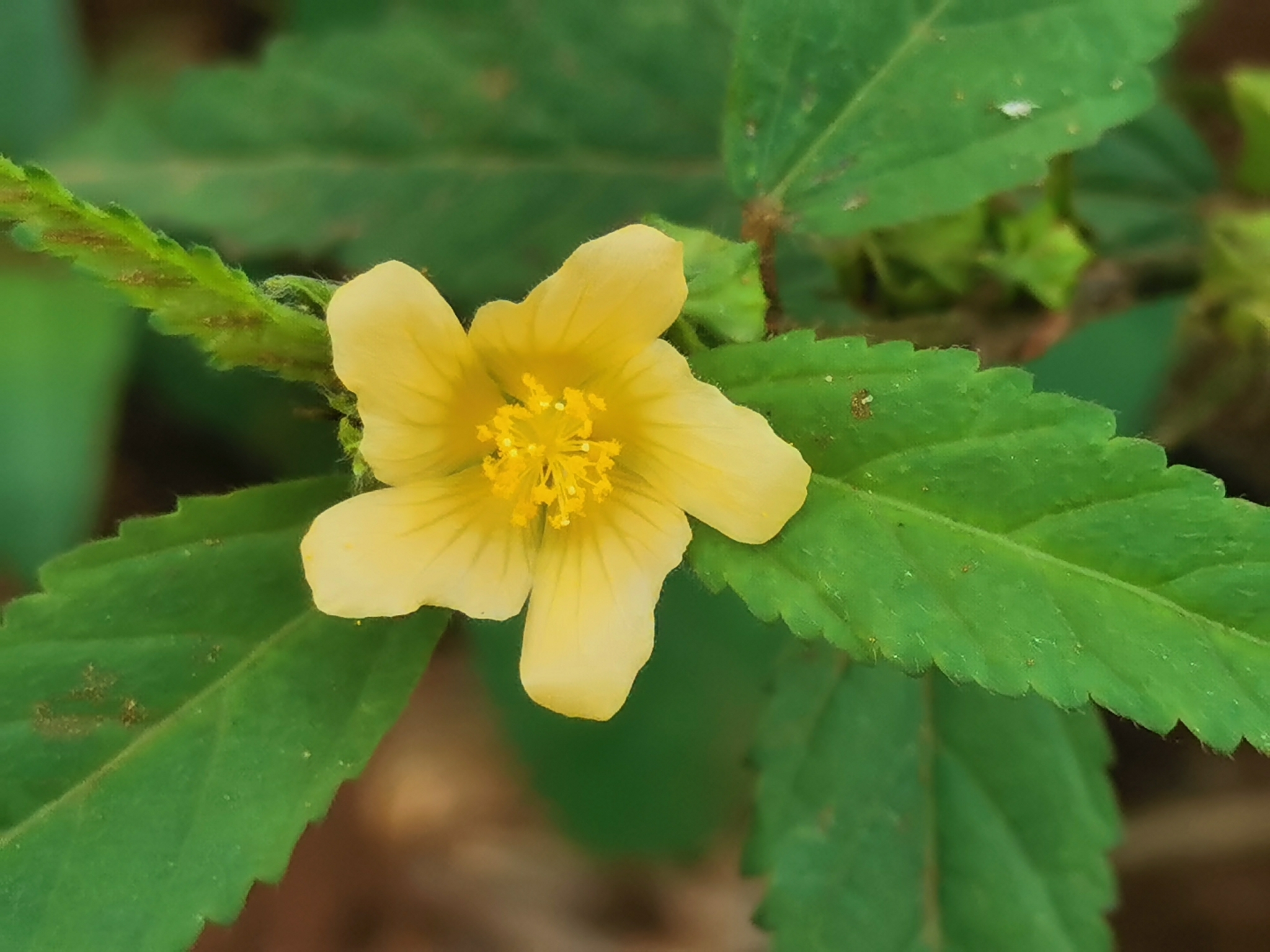 Sida acuta Burm.fil.