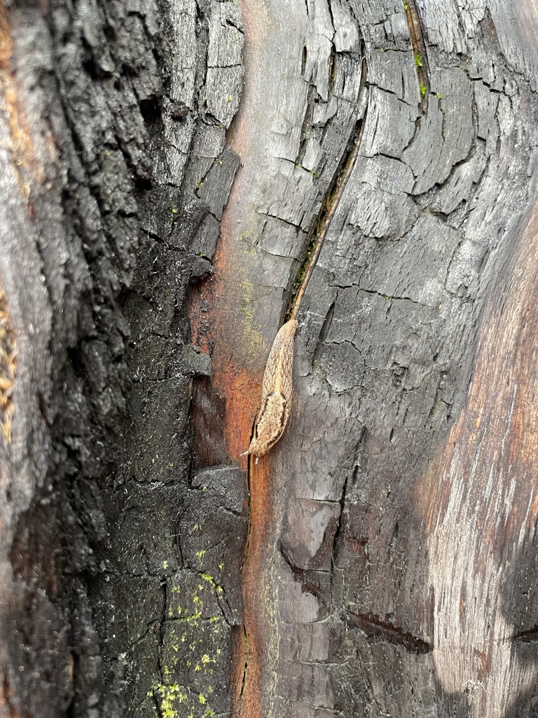 Reticulate Taildropper from Big Basin Redwoods State Park, Boulder ...