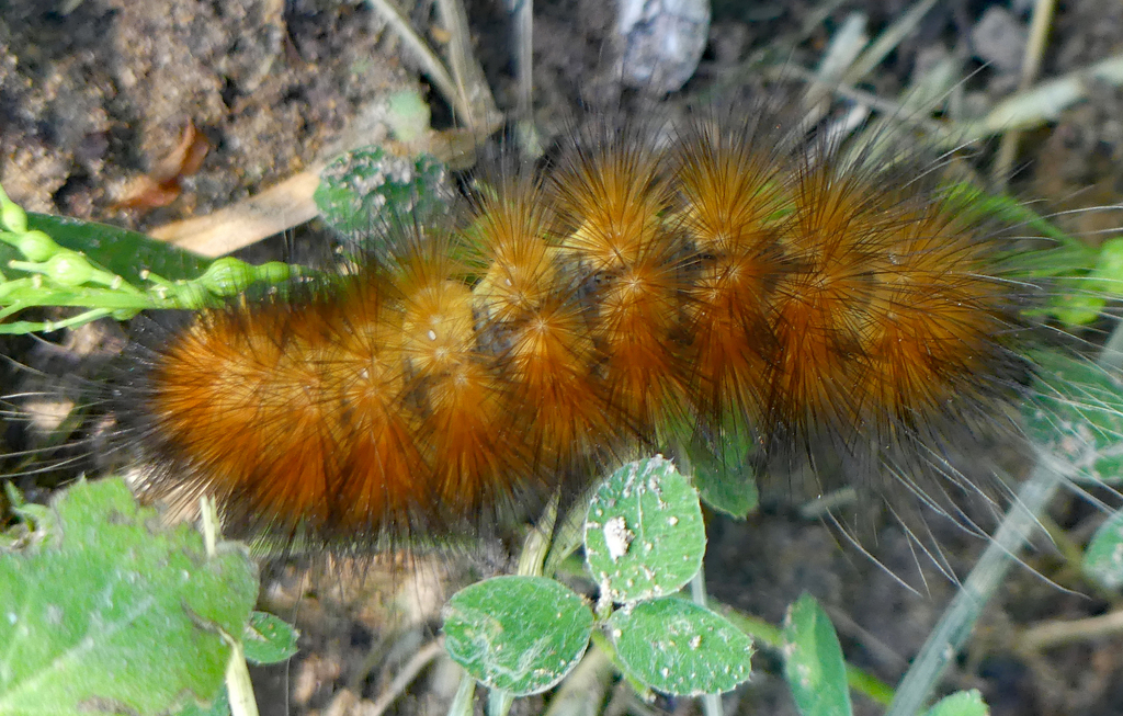 Virginian Tiger Moth from Georgetown, TX, USA on April 27, 2023 at 04: ...