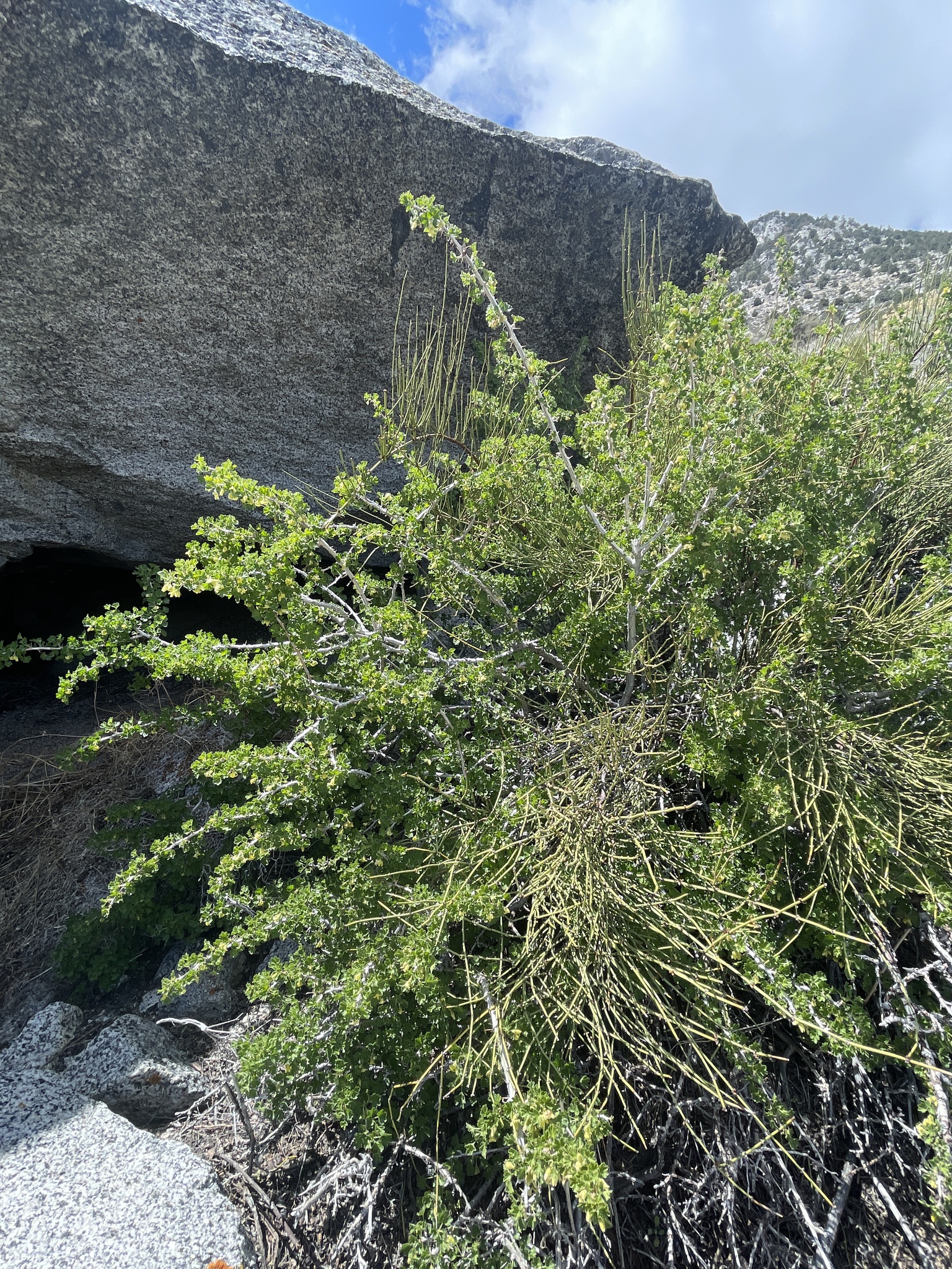 Ribes velutinum Greene