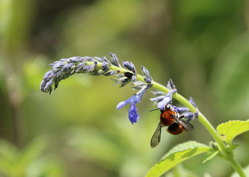 Trachusa mitchelli · iNaturalist