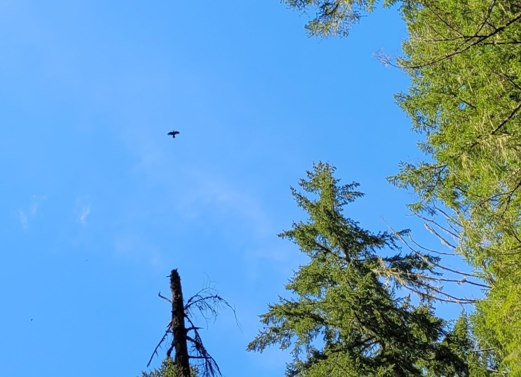 Common Raven from Victoria, BC V9B 5Z6, Canada on May 07, 2023 at 03:09 ...