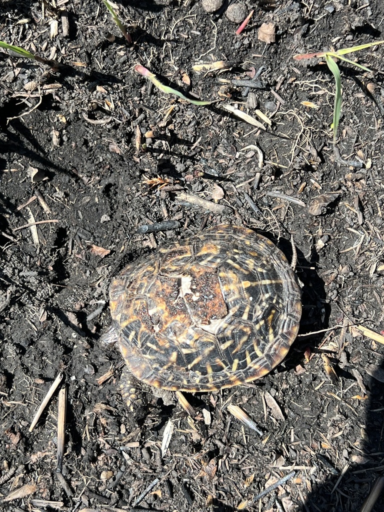 Ornate Box Turtle in April 2023 by Bryanna Woodard. Justification ...