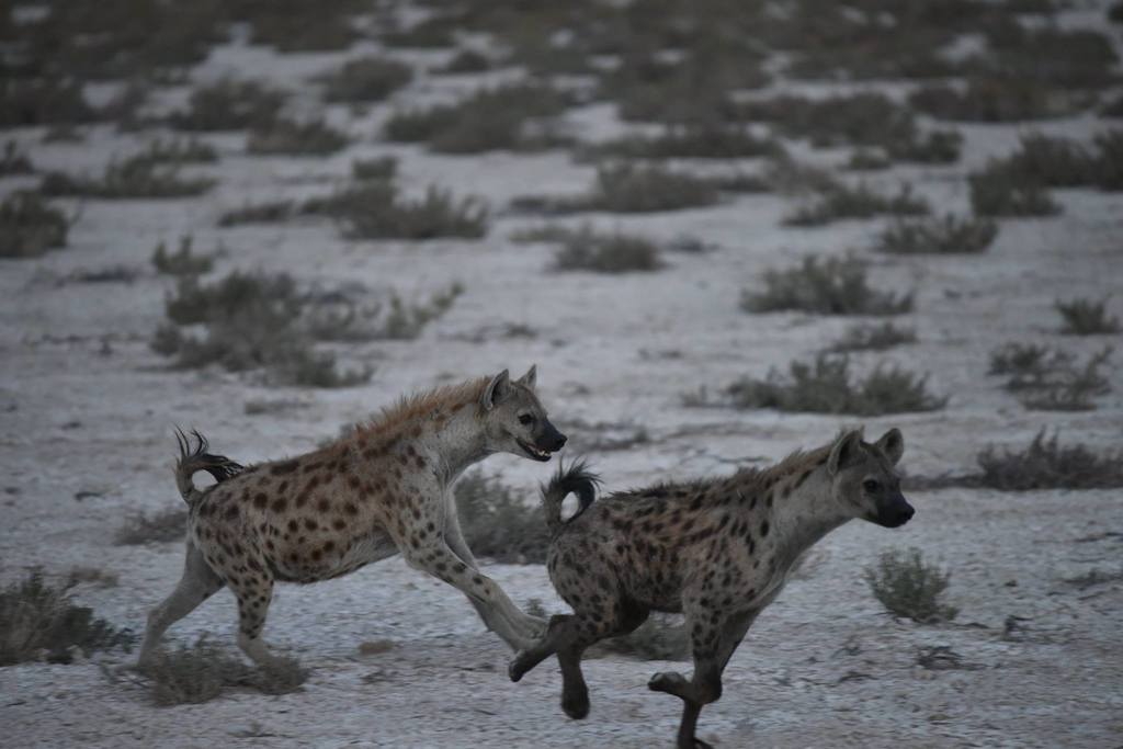 Hyaenas (Hyaenidae) - Know Your Mammals