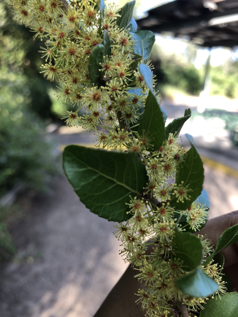 (Xylosma) - Botanical Realm