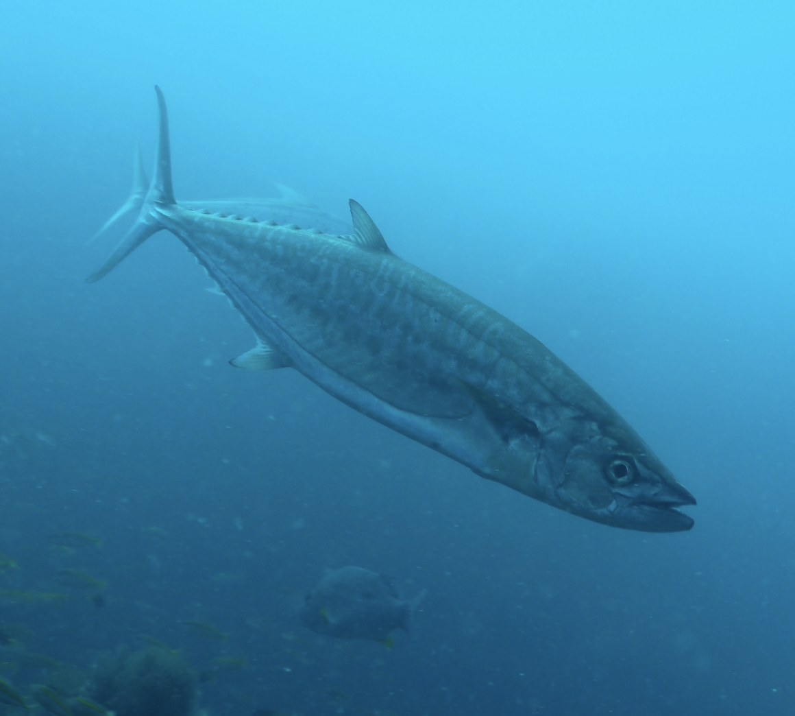 Grammatorcynus bicarinatus (Quoy & Gaimard, 1825)