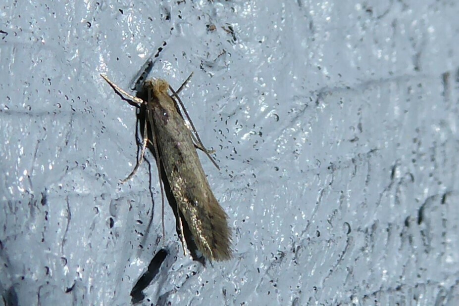 Fungus Moths, Clothes Moths, & Allies from Waikouaiti, New Zealand on ...