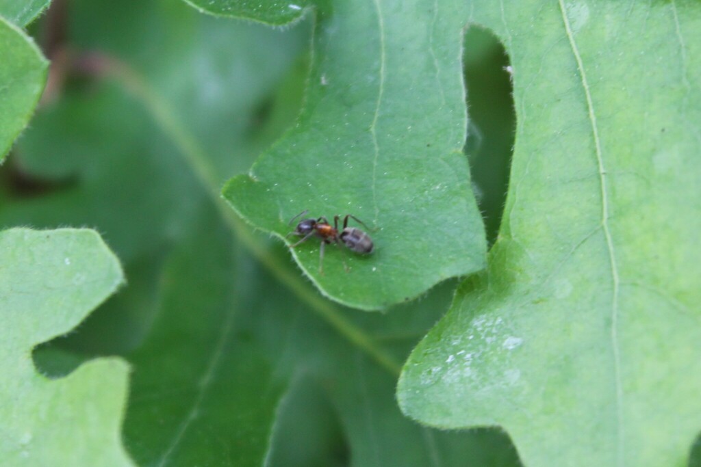 Western Velvety Tree Ant from San Benito County, CA, USA on May 5, 2023 ...