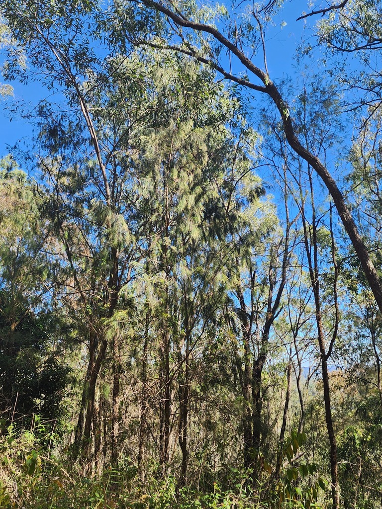 Forest sheoak in May 2023 by pcopping_ecp · iNaturalist