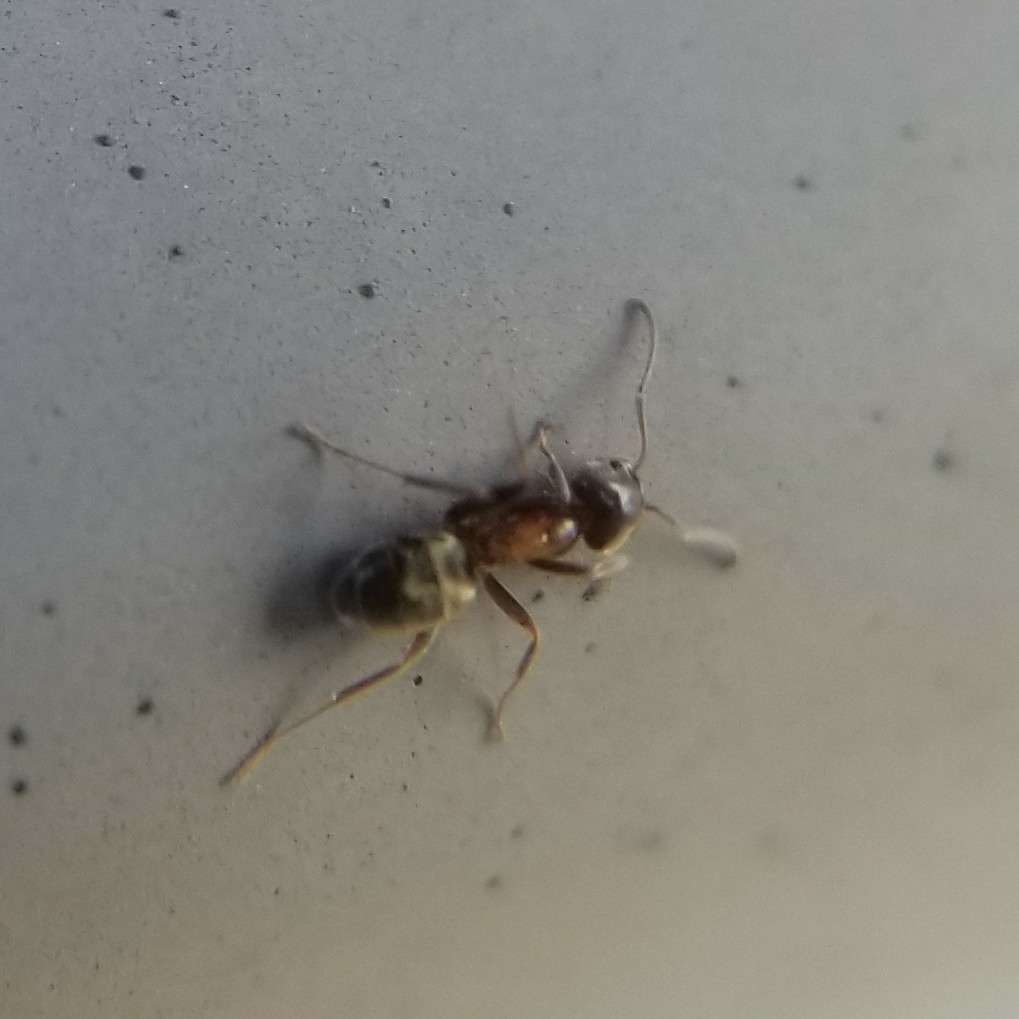 Western Velvety Tree Ant from Paicines, CA 95043, USA on May 7, 2023 at ...