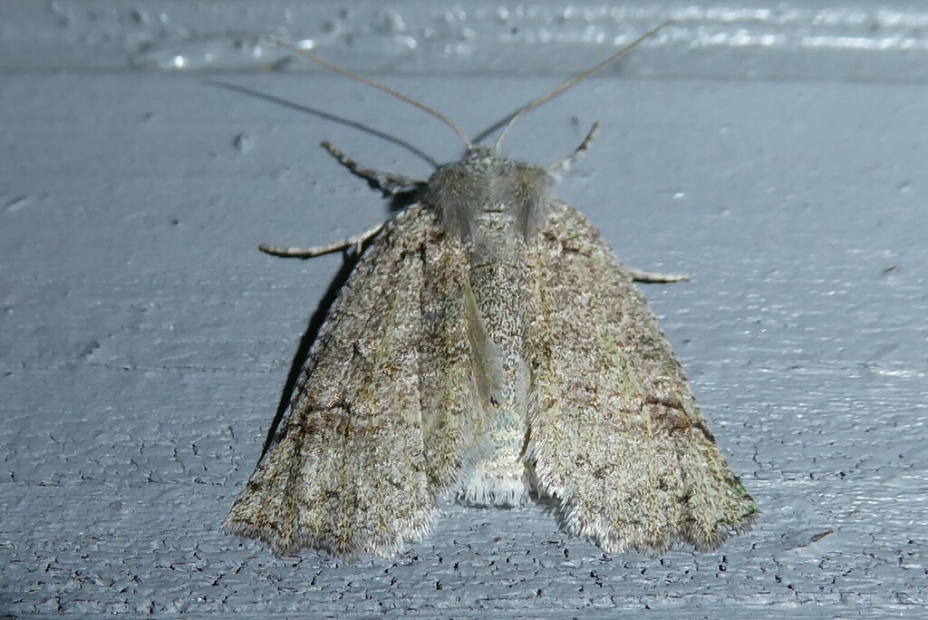 Forest Semilooper from Waikouaiti, New Zealand on April 25, 2023 at 08: ...