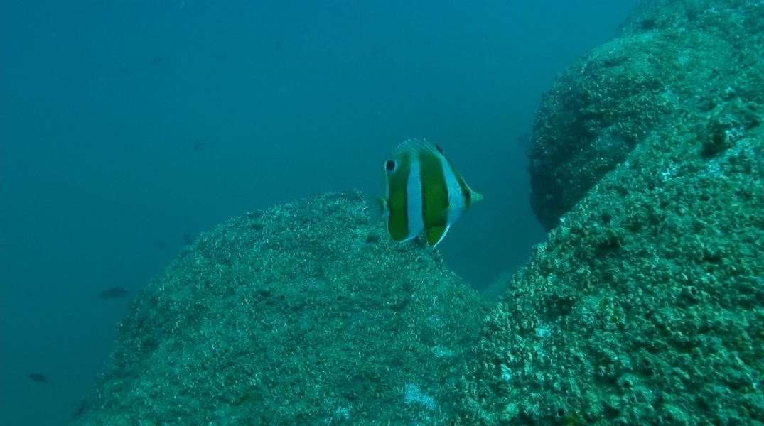 Roa modesta (Temminck & Schlegel, 1844)