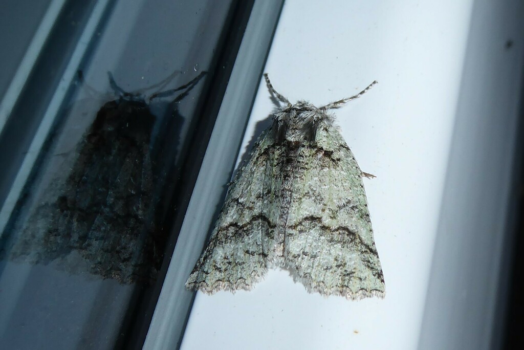 Forest Semilooper from Waikouaiti, New Zealand on April 25, 2023 at 08: ...