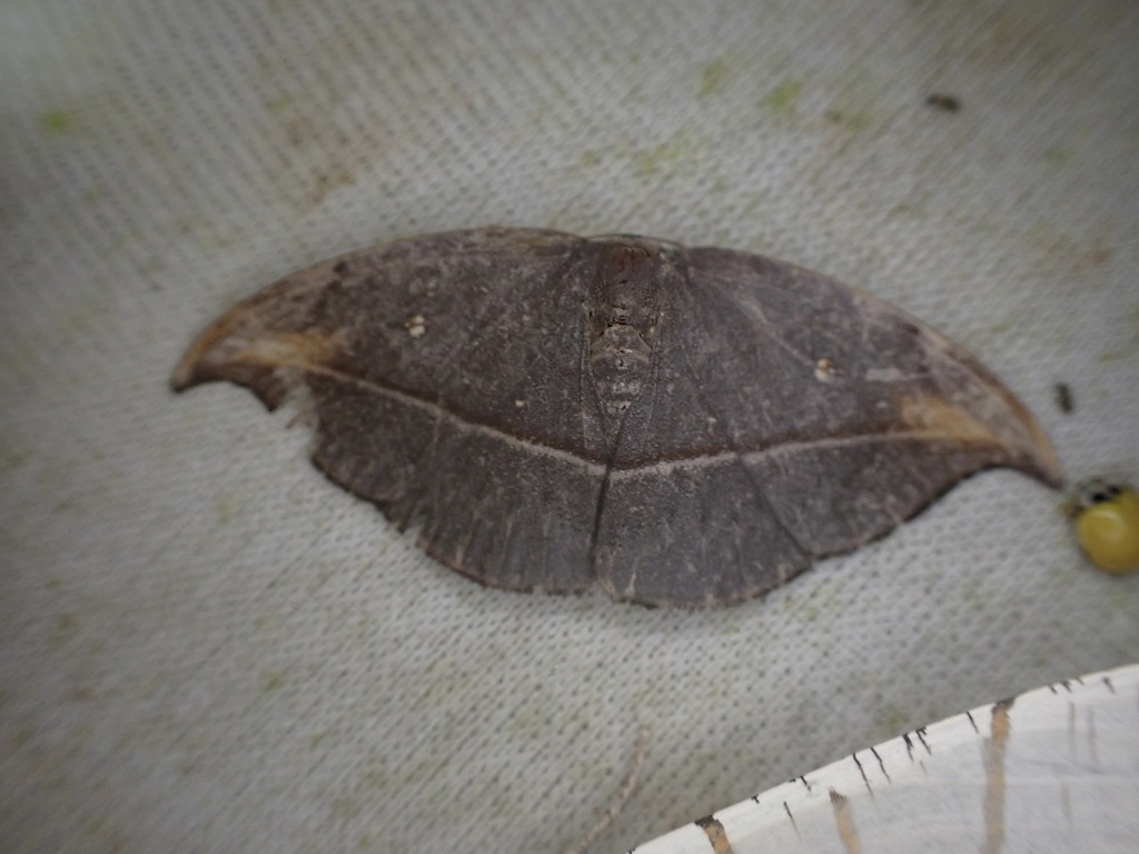 Albara hollowayi from Trusmadi Forestry reserve FMU 10, Apin Apin ...