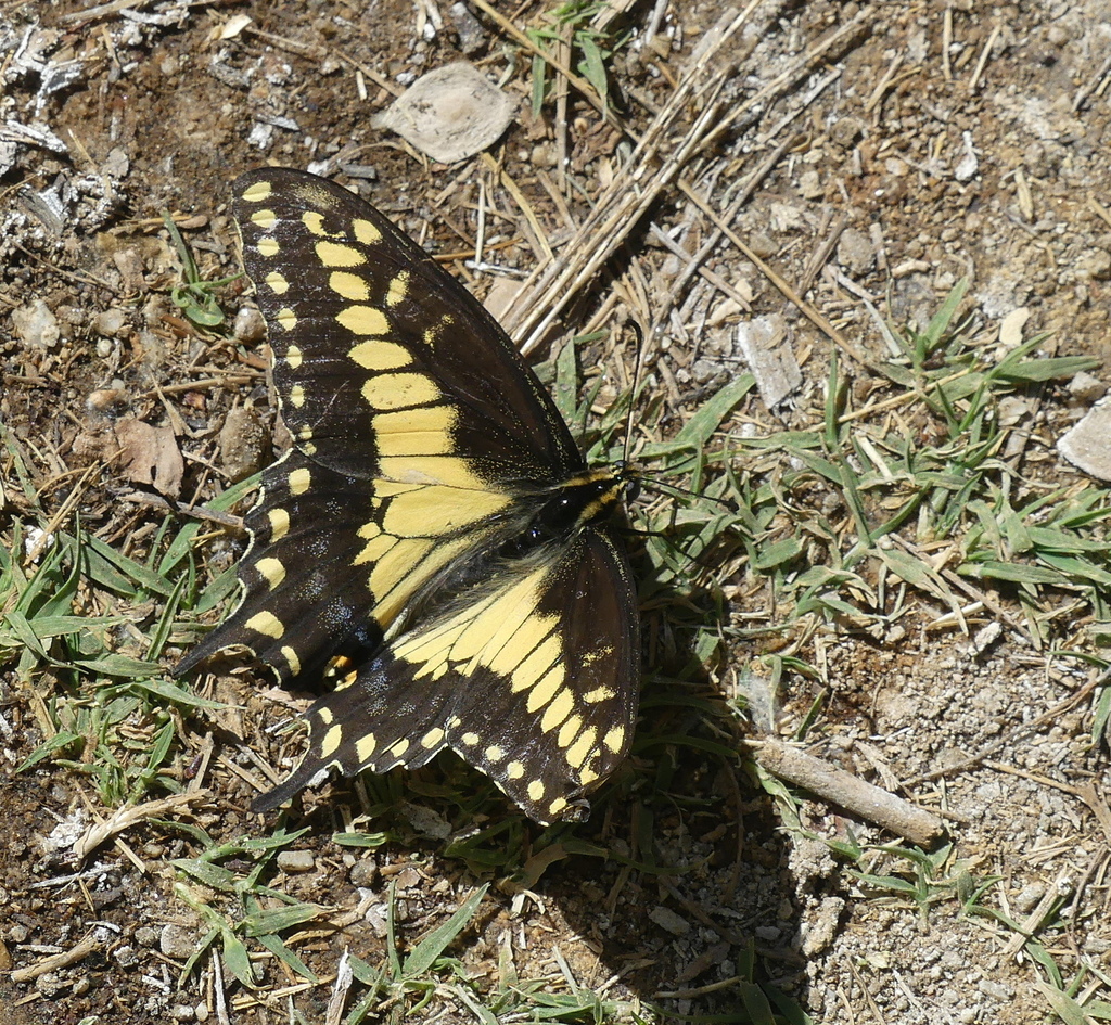 Desert Black Swallowtail from Big Morongo Canyon Preserve, San ...