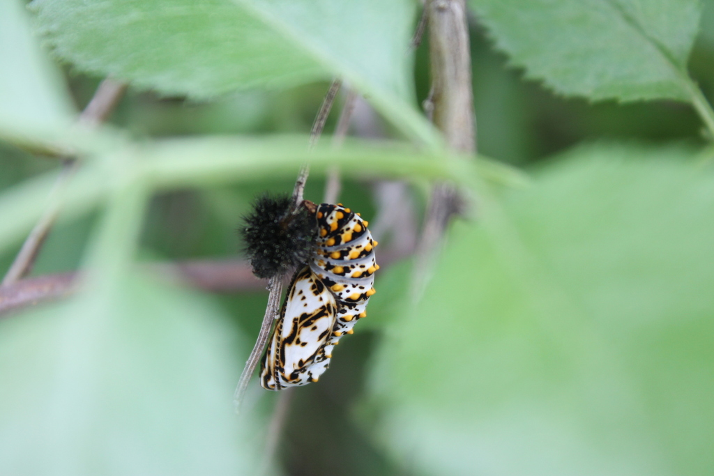 Variable Checkerspot from San Benito County, CA, USA on May 5, 2023 at ...