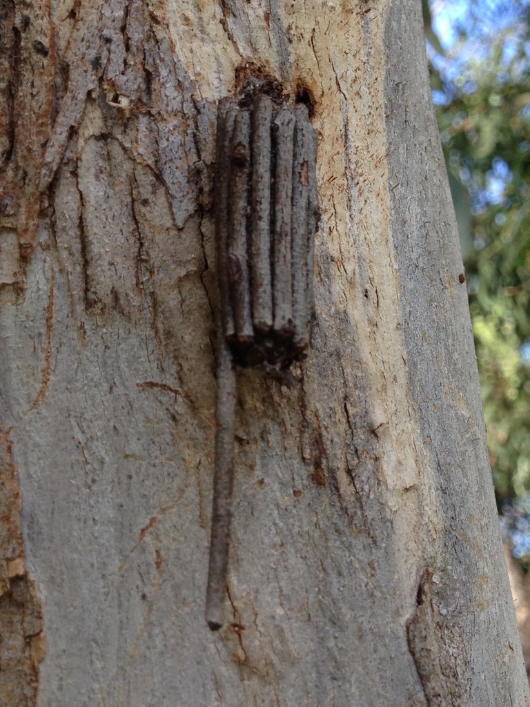 Case Moths from Braddy Reserve, Brunswick West, VIC, Australia on May ...