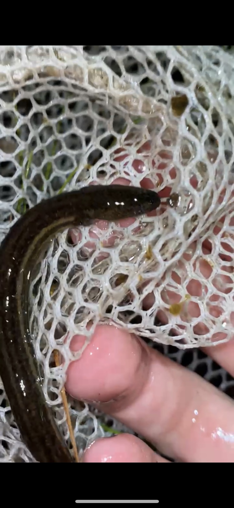 Pseudobranchus axanthus Netting & Goin, 1942