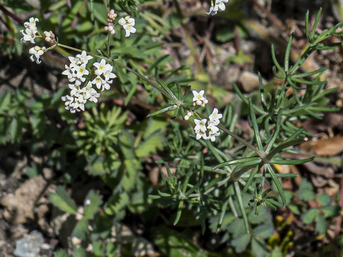 Galium eruptivum · iNaturalist