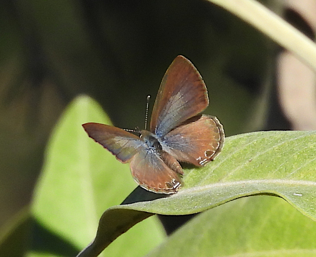Short-tailed Line-blue in May 2023 by cirolana · iNaturalist