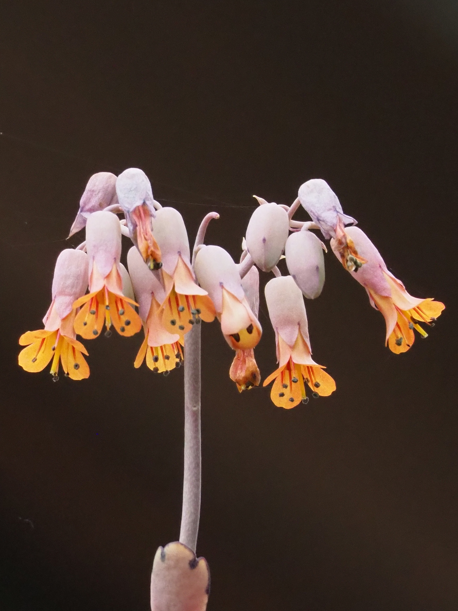 Kalanchoe fedtschenkoi Raym.-Hamet & Perrier