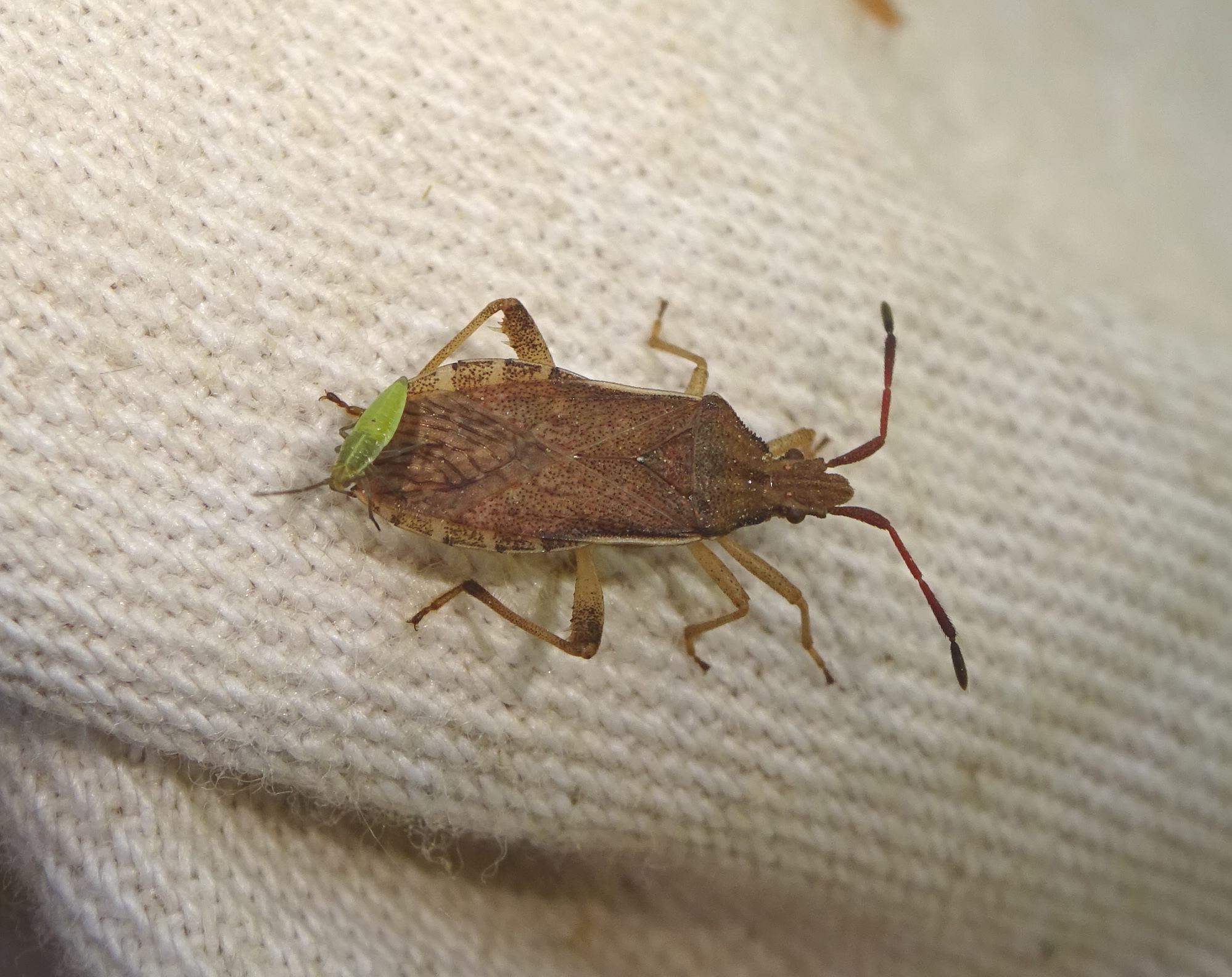 Ceraleptus lividus Stein, 1858