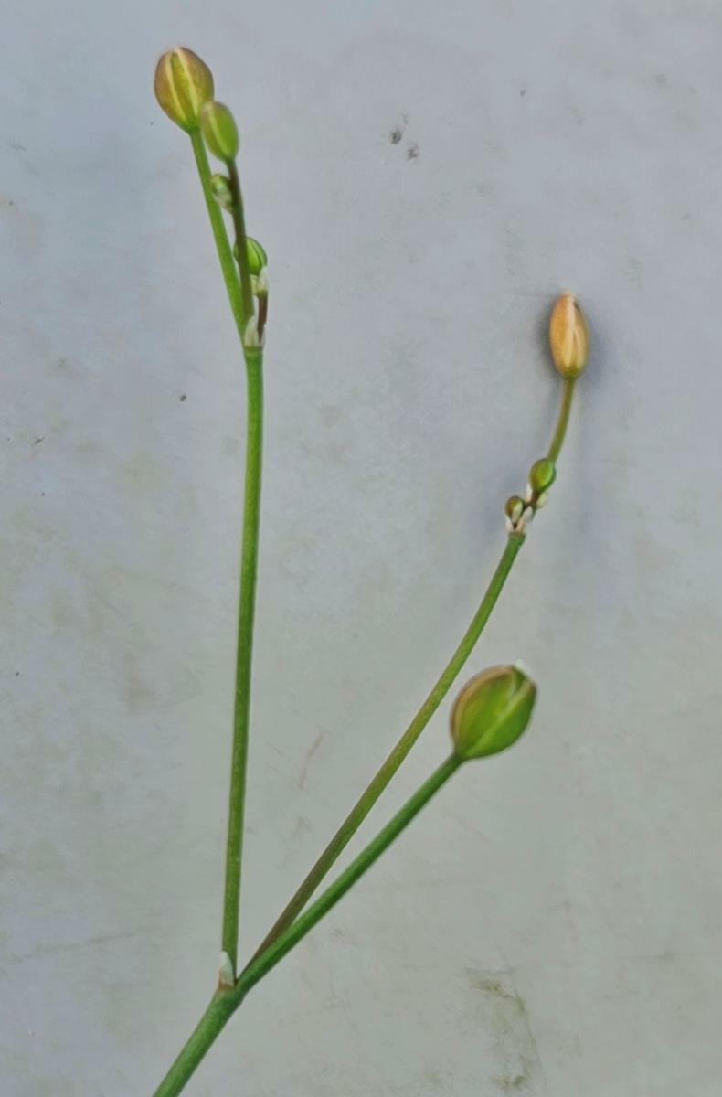 Paramollugo nudicaulis (Lam.) Thulin