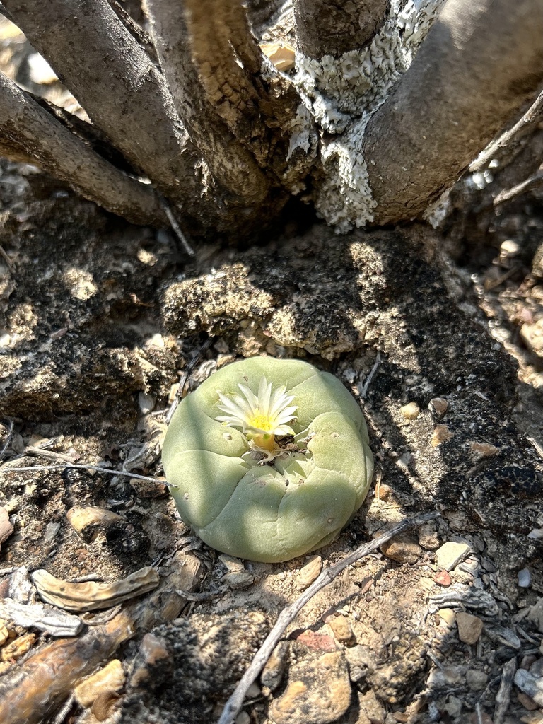 Lophophora diffusa in May 2023 by marcodiazz · iNaturalist