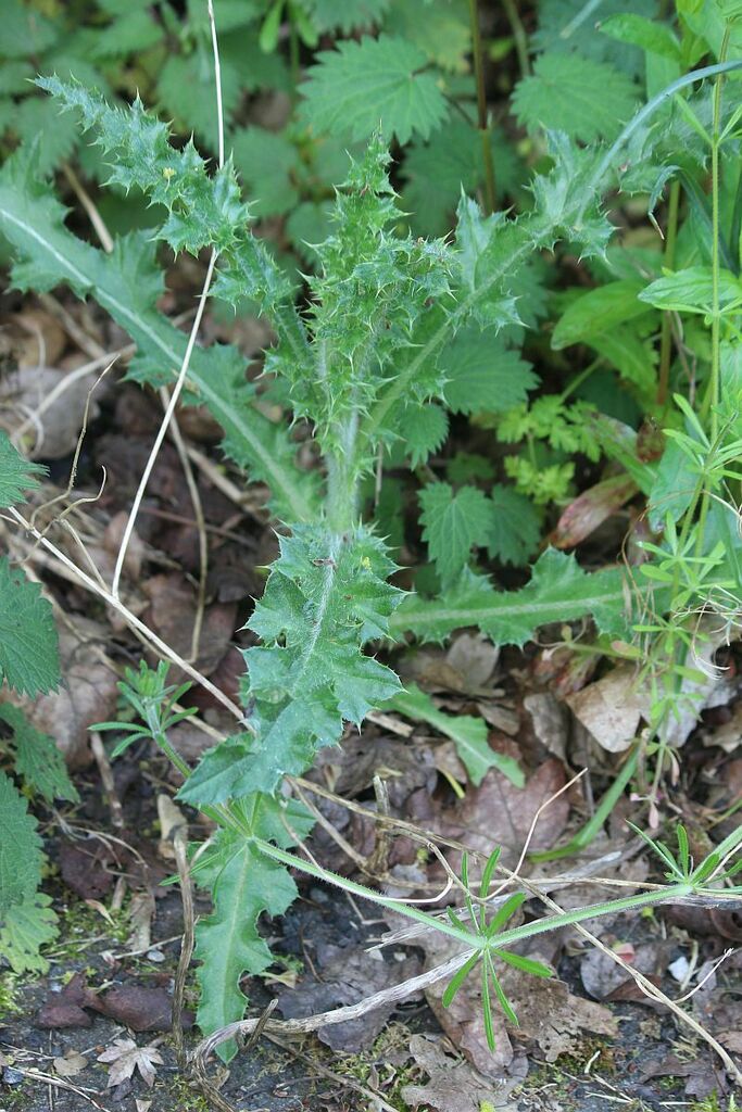 creeping thistle from Dudley, UK on 04 May, 2023 at 08:16 AM by Andrew ...