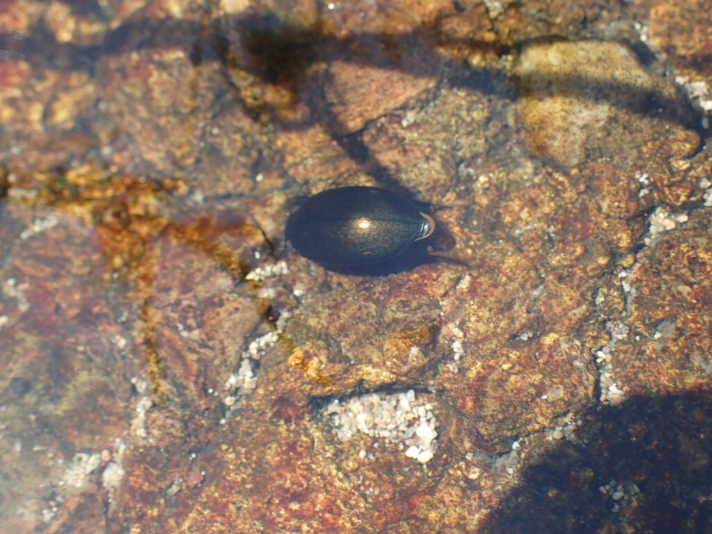Predaceous Diving Beetles from Pinnacles National Park, San Benito ...