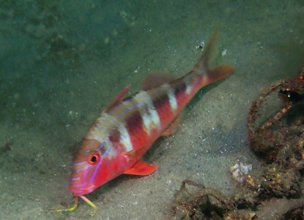 Goatfish from Sydney NSW, Australia on December 14, 2022 at 12:01 PM by ...