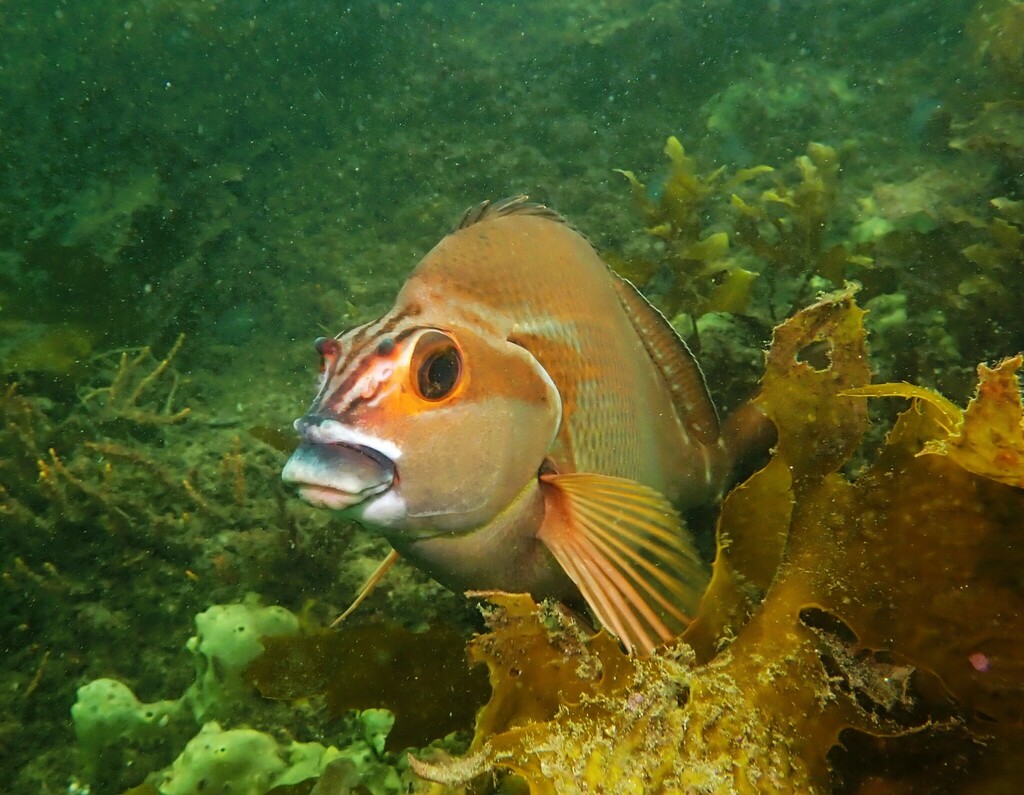 Red Morwong from Sydney NSW, Australia on April 26, 2023 at 02:48 PM by ...