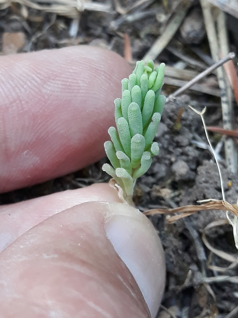 Reddish Stonecrop in May 2023 by Karim Haddad · iNaturalist