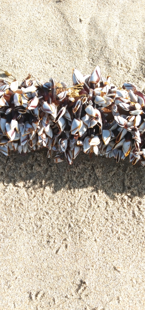 Goose Barnacles from Gonubie, East London, 5256, South Africa on May 8 ...