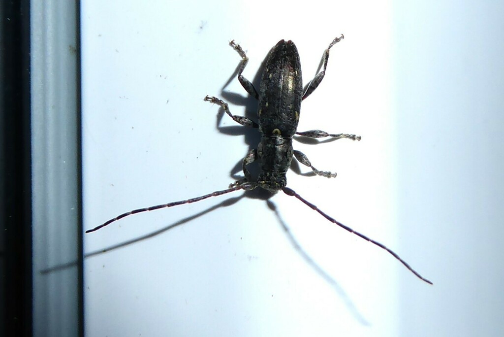 fig longhorn beetle from Waikouaiti, New Zealand on April 25, 2023 at ...