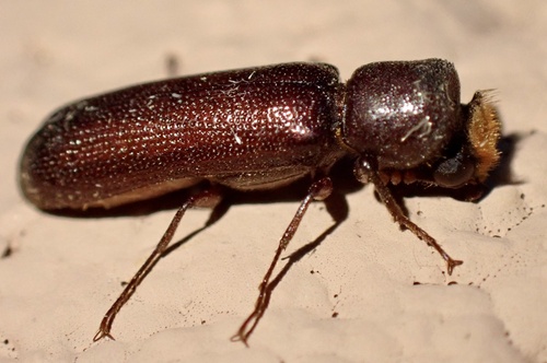 Xylomedes coronata · iNaturalist