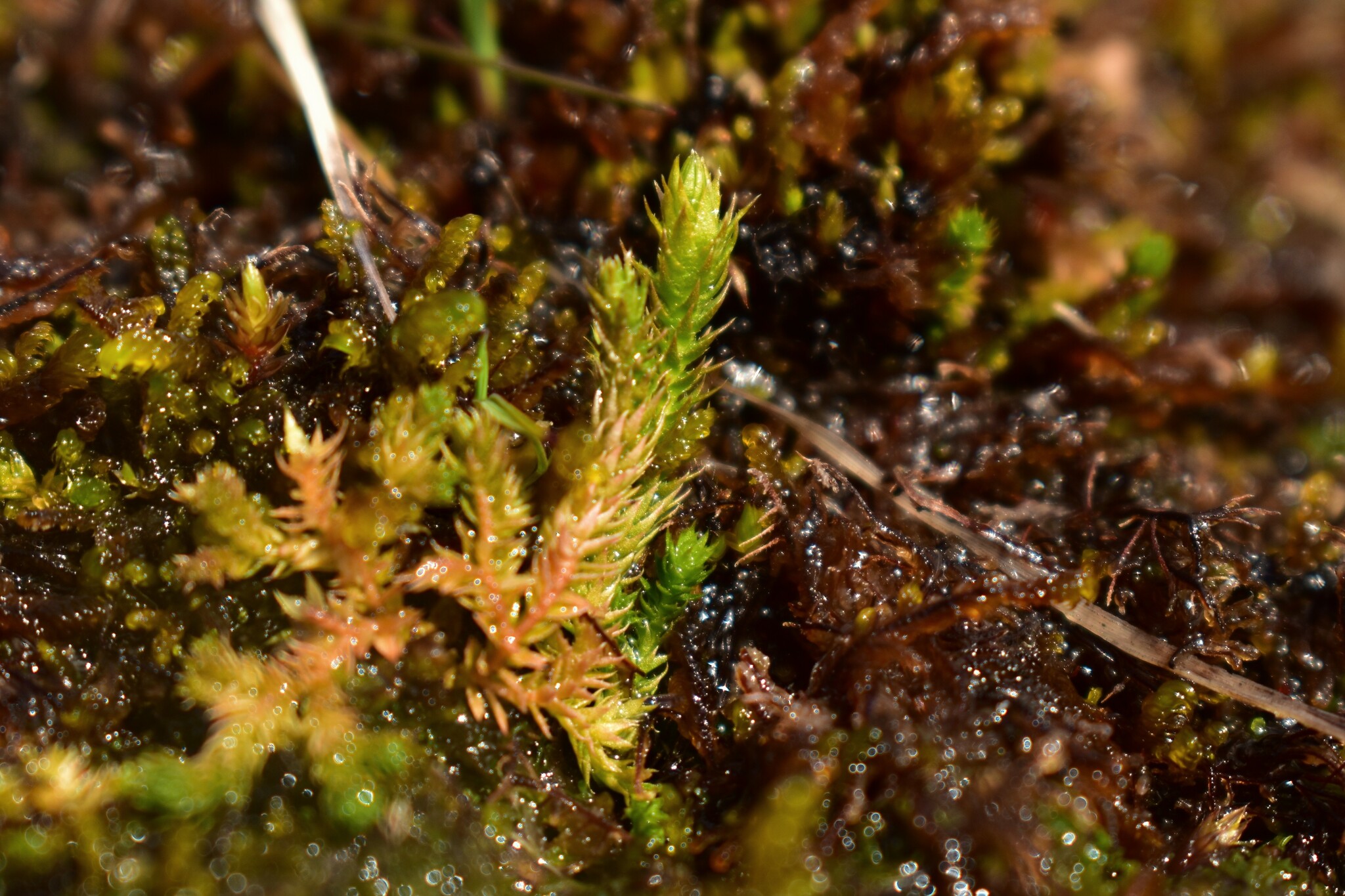 Selaginella selaginoides (L.) Schrank & C.F.P.Mart.