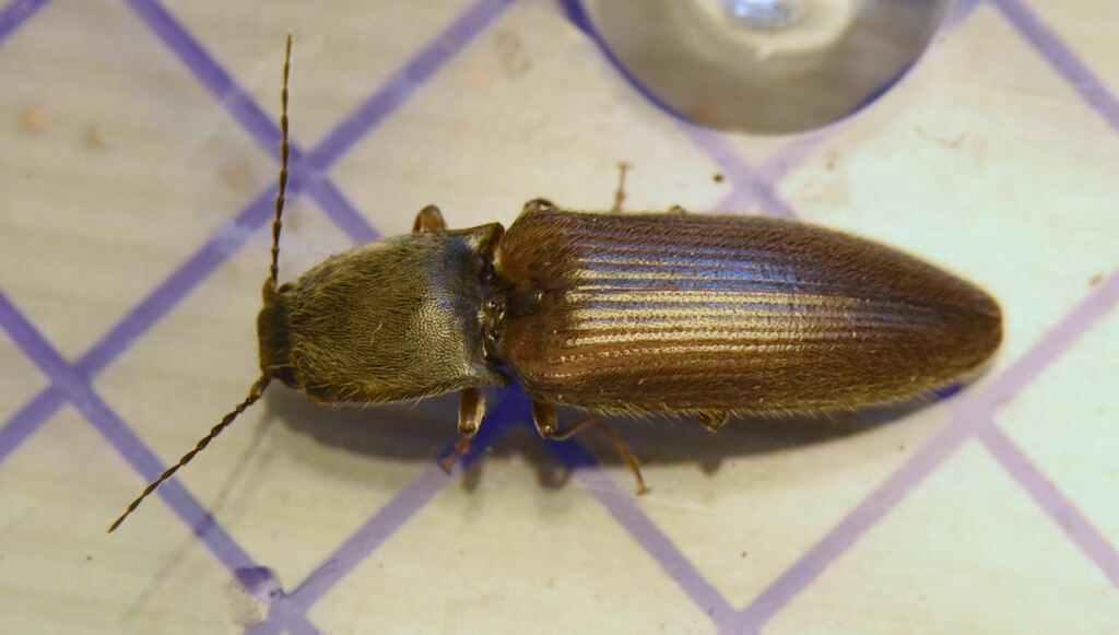 common brown click beetle from Warwickshire, UK on May 01, 2023 at 02: ...
